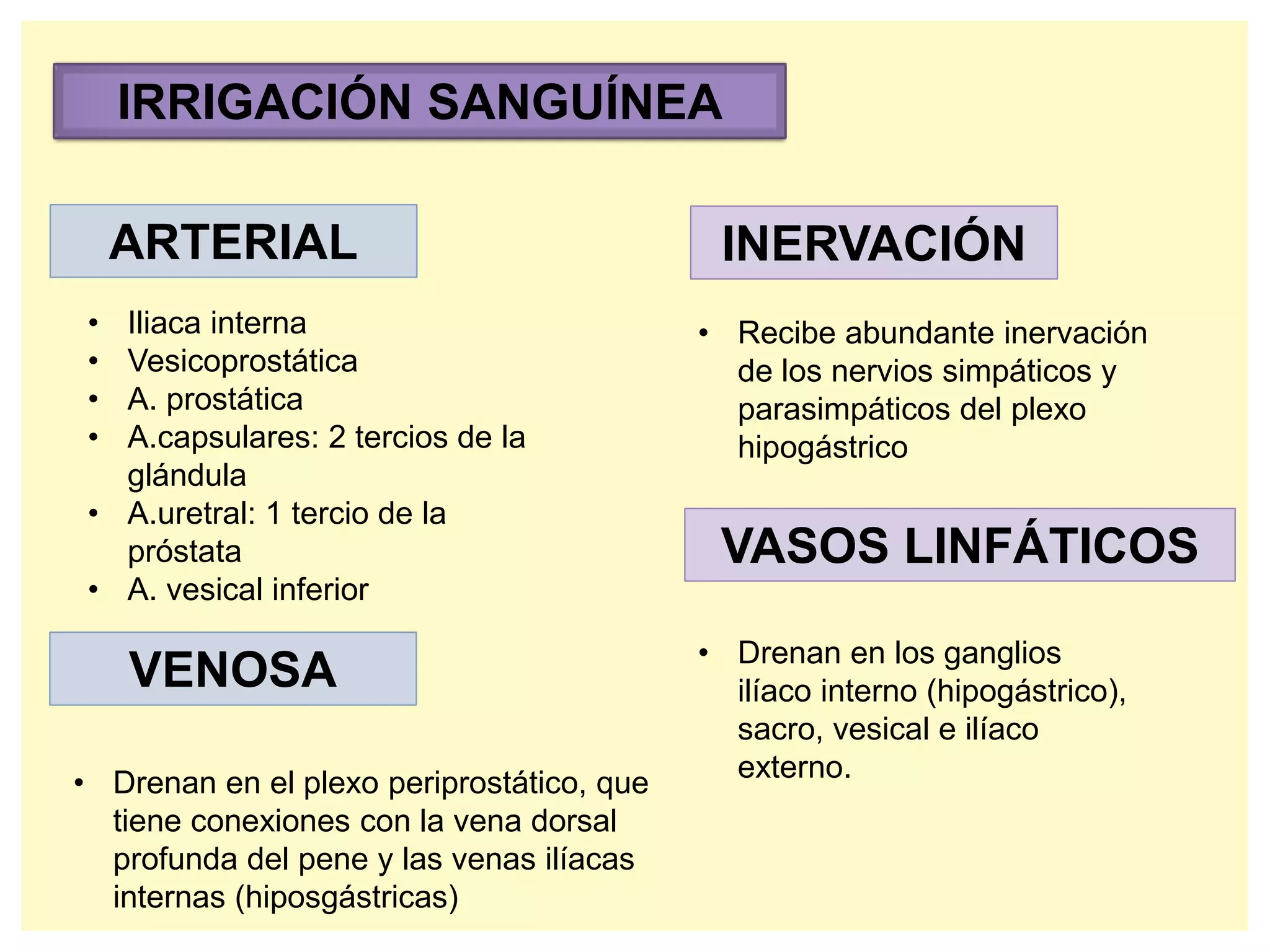 Hiperplasia Benigna de Próstata y su anatomía | PPTX | Medical Health