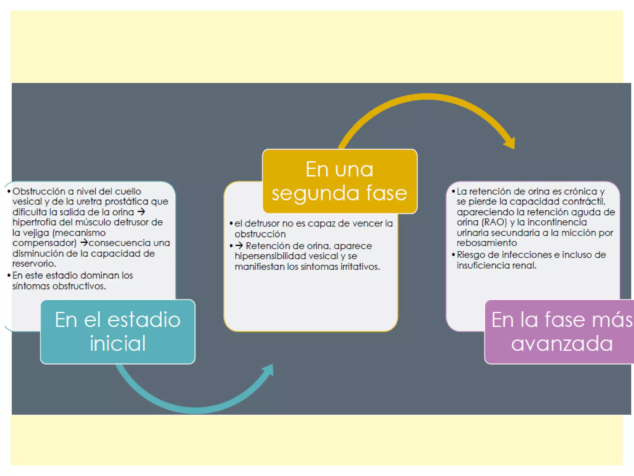 Hiperplasia Benigna de Próstata y su anatomía | PPT