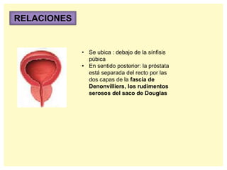 Hiperplasia Benigna de Próstata y su anatomía | PPTX