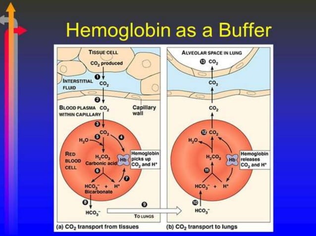 HAEMOGLOBIN STRUCTURE & FUNCTION | PPT | Blood Disorders | Diseases and ...