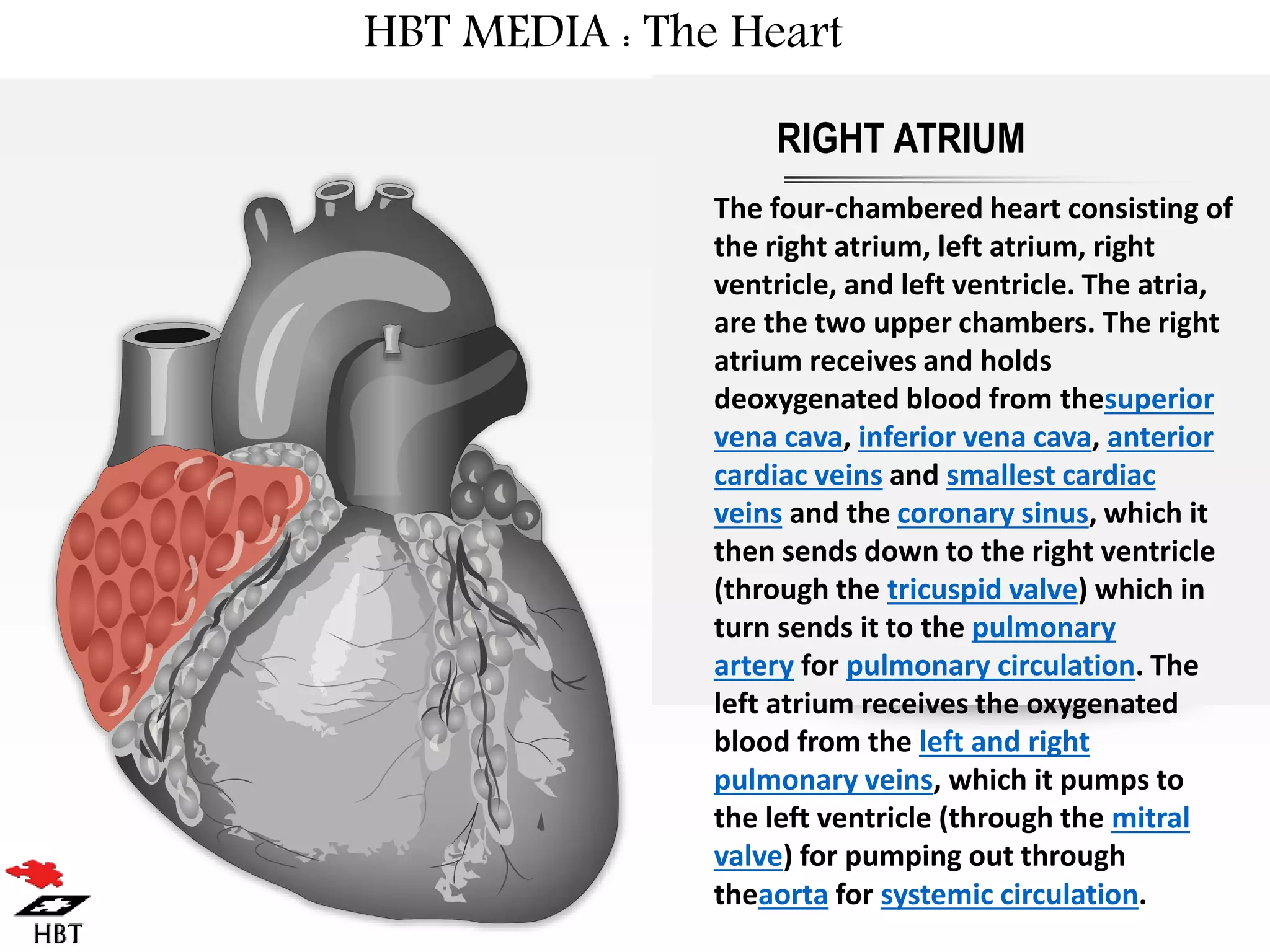 Do you Know your Heart? | PPTX