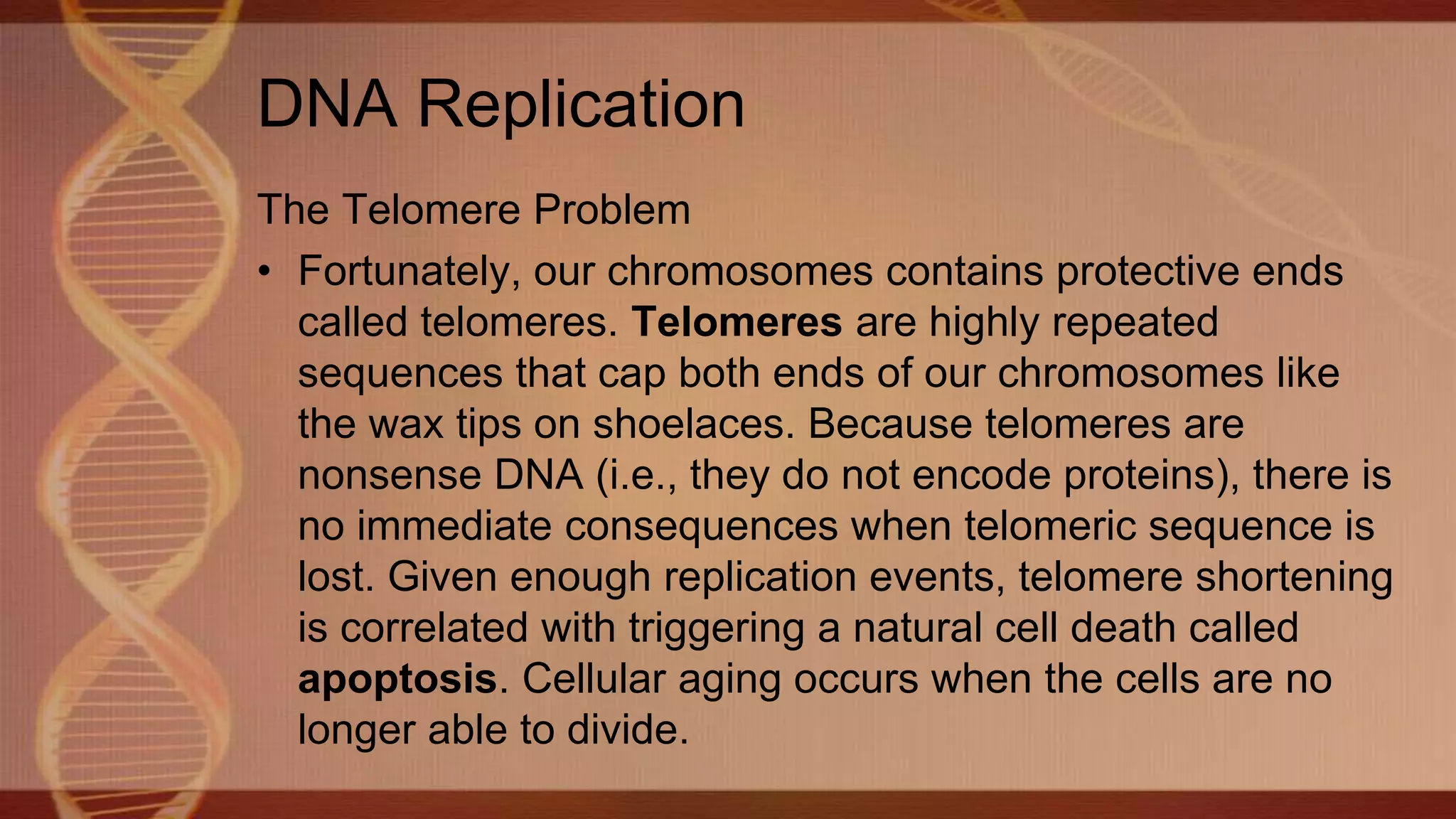 HBU5.2 DNA Replication | PPT