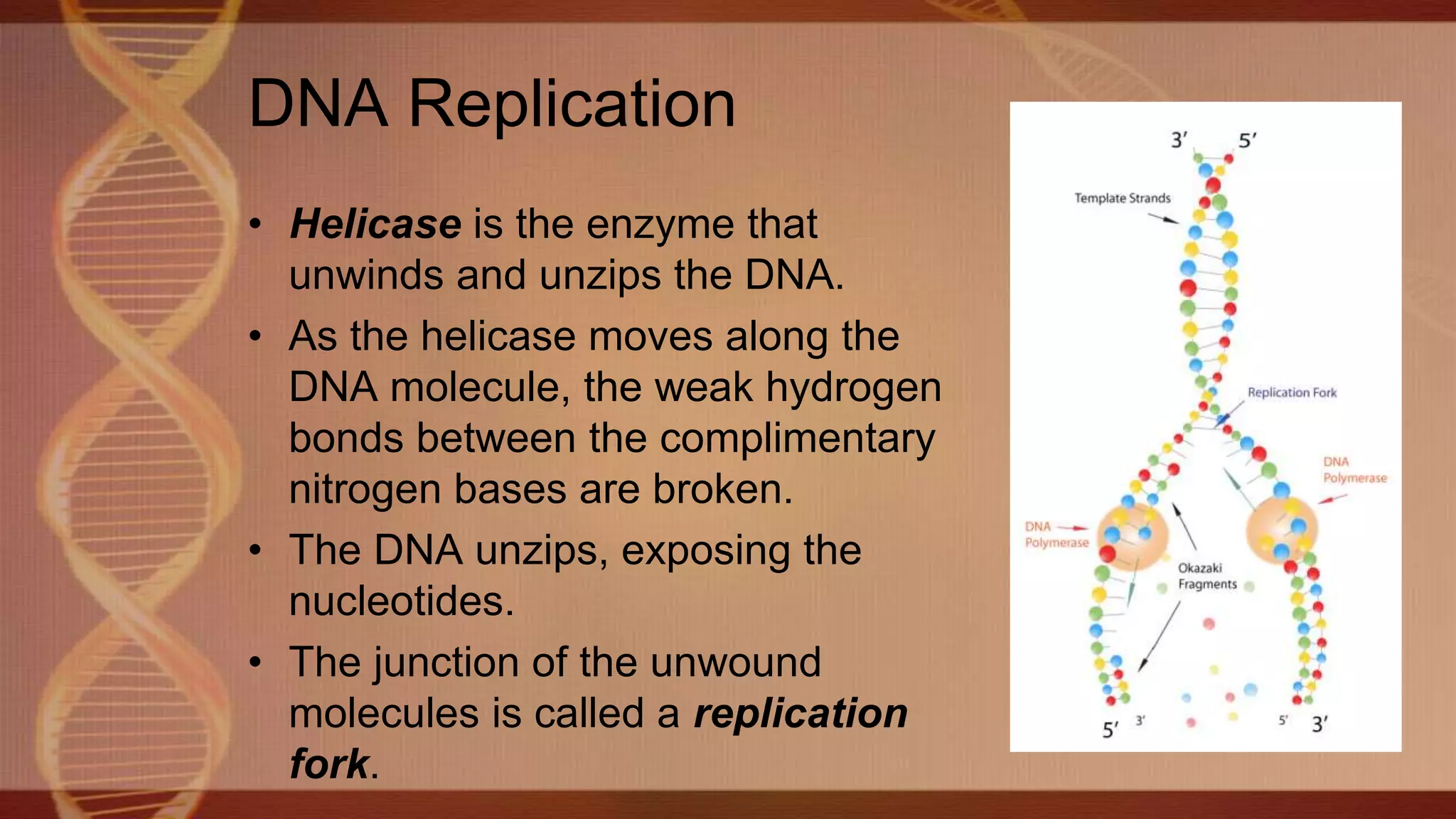 HBU5.2 DNA Replication | PPT