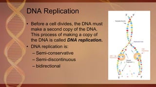 HBU5.2 DNA Replication | PPT