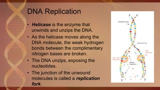 HBU5.2 DNA Replication | PPT