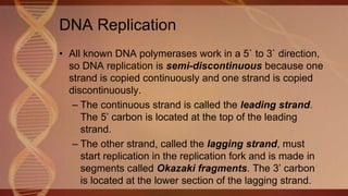 HBU5.2 DNA Replication | PPT