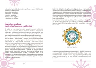 Brošura HBV | PDF
