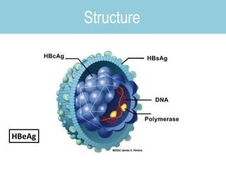 HBV infection for dental students | PPT