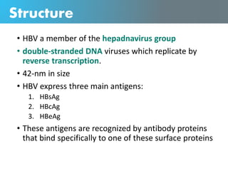 Hepatitis B virus | PDF | Infectious Diseases | Diseases and Conditions