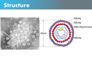 Hepatitis B Virus Structure