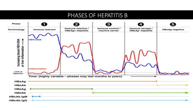 Hepatitis B Virus in transfusion | PPT