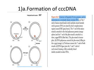 Hbv infection | PPT