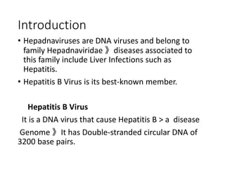 Hbv infection | PPT