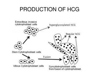 Hcg and hpl | PDF | Pregnancy | Reproductive Health