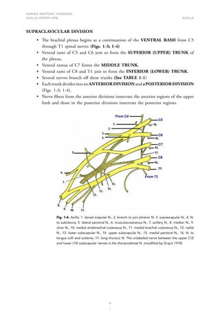 human-anatomy-synopsis-axilla-upper-limb.pdf