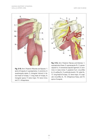 human-anatomy-synopsis-axilla-upper-limb.pdf