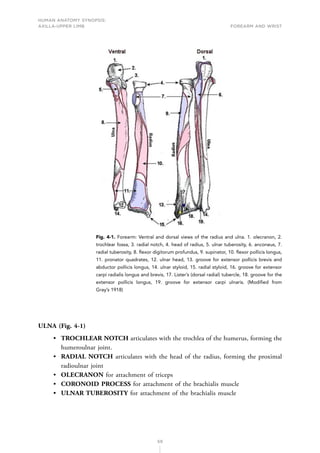 human-anatomy-synopsis-axilla-upper-limb.pdf