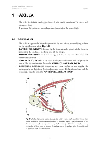 human-anatomy-synopsis-axilla-upper-limb.pdf