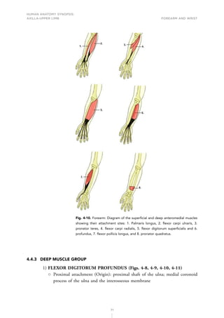 human-anatomy-synopsis-axilla-upper-limb.pdf