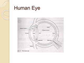 Hci fundamentals | PPT
