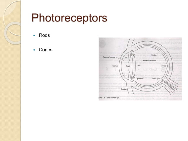 Hci fundamentals | PPT | Eye and Vision Conditions | Diseases and ...