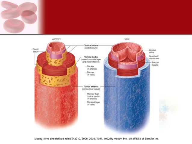 H circulatory system | PPTX | Heart and Cardiovascular Diseases ...
