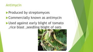 Antifungal antibiotics | PPTX