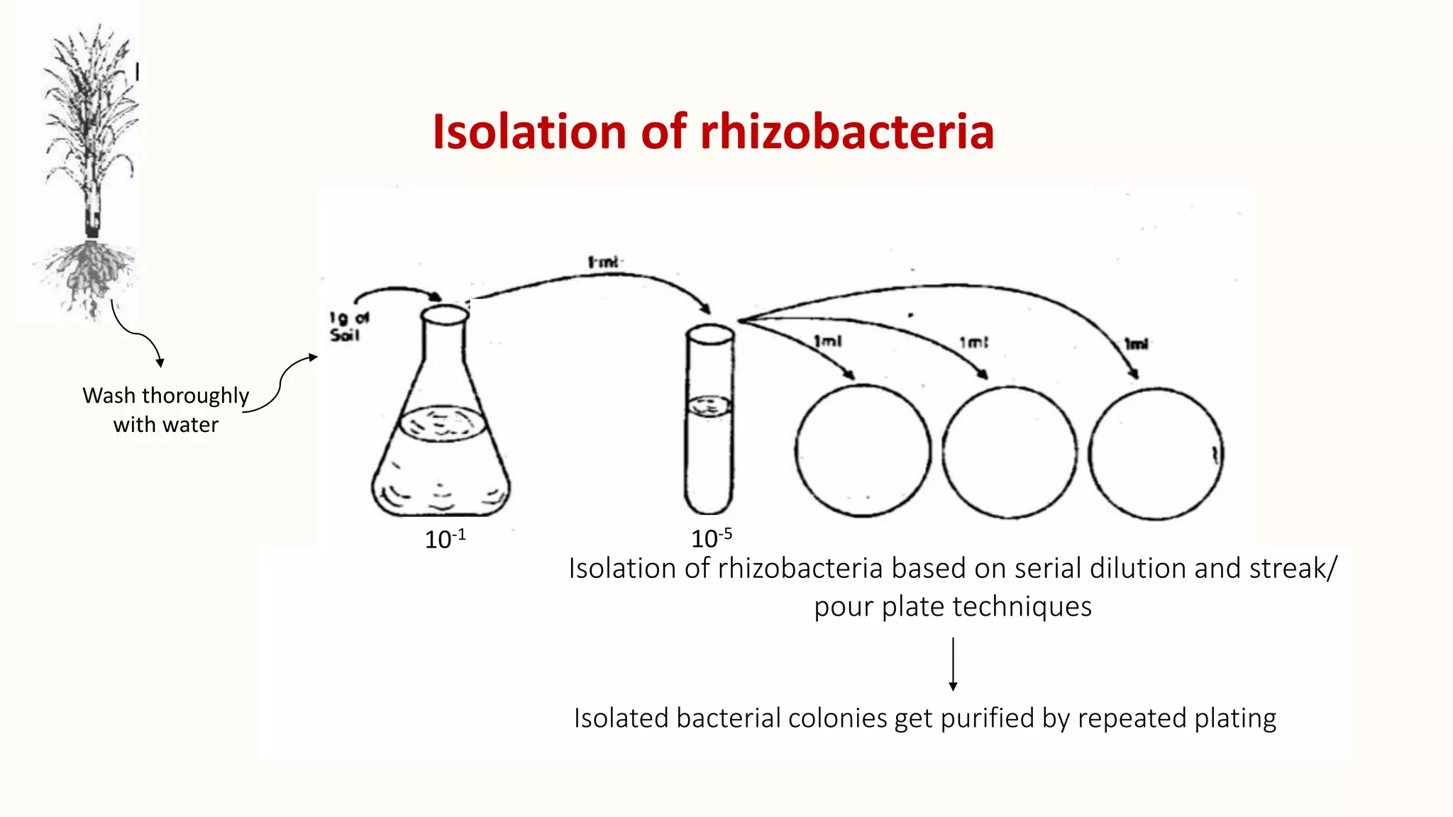 Isolation, screening and quantification of Hydrogen Cyanide (HCN ...