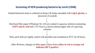 Isolation, screening and quantification of Hydrogen Cyanide (HCN ...