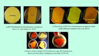Isolation, screening and quantification of Hydrogen Cyanide (HCN ...