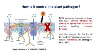 Isolation, screening and quantification of Hydrogen Cyanide (HCN ...
