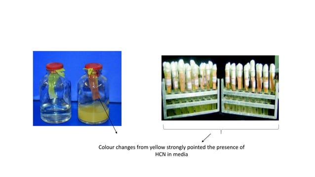 Isolation, screening and quantification of Hydrogen Cyanide (HCN ...