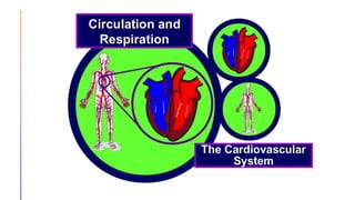 Cardiovascular System | PDF