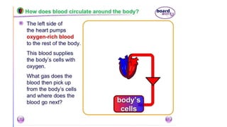 Cardiovascular System | PPT