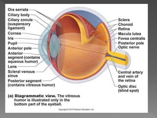Hcq ocular toxicity | PPTX