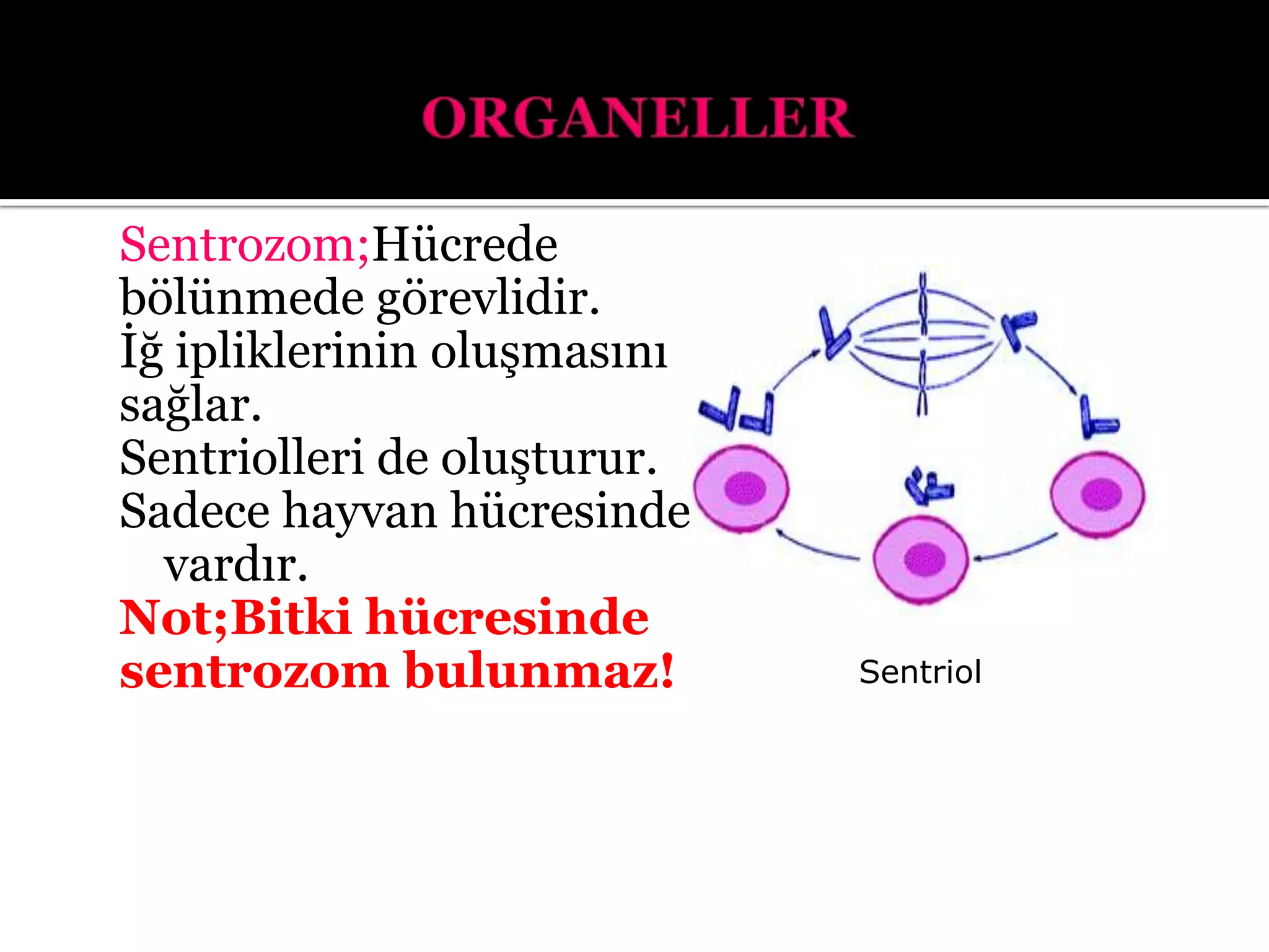 Hücre ve organeller | PPTX