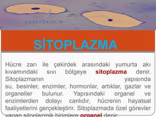 Hücre ve organeller | PPTX