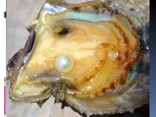 RAK Presentation | PPT