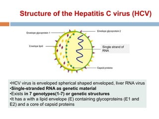 Basics of Hepatitis C | PPTX | Blood Disorders | Diseases and Conditions