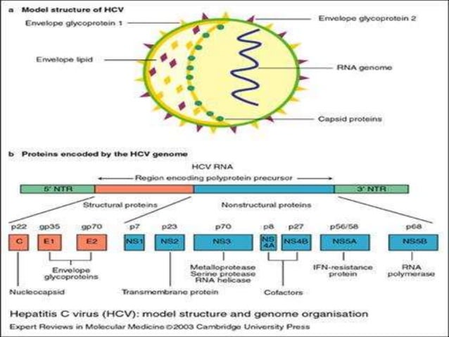 Hepatitis C Updated Treatment Protocol (egytian guidelines) | PPT