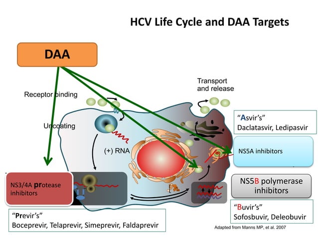 Hepatitis C Updated Treatment Protocol (egytian guidelines) | PPT