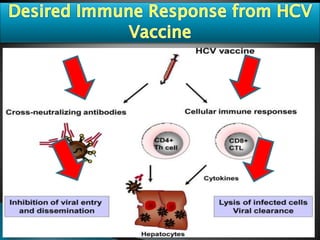 Hcv vaccine | PPTX