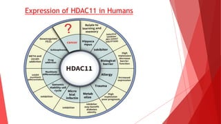 HDAC11, A New Target For Cancer.pptx