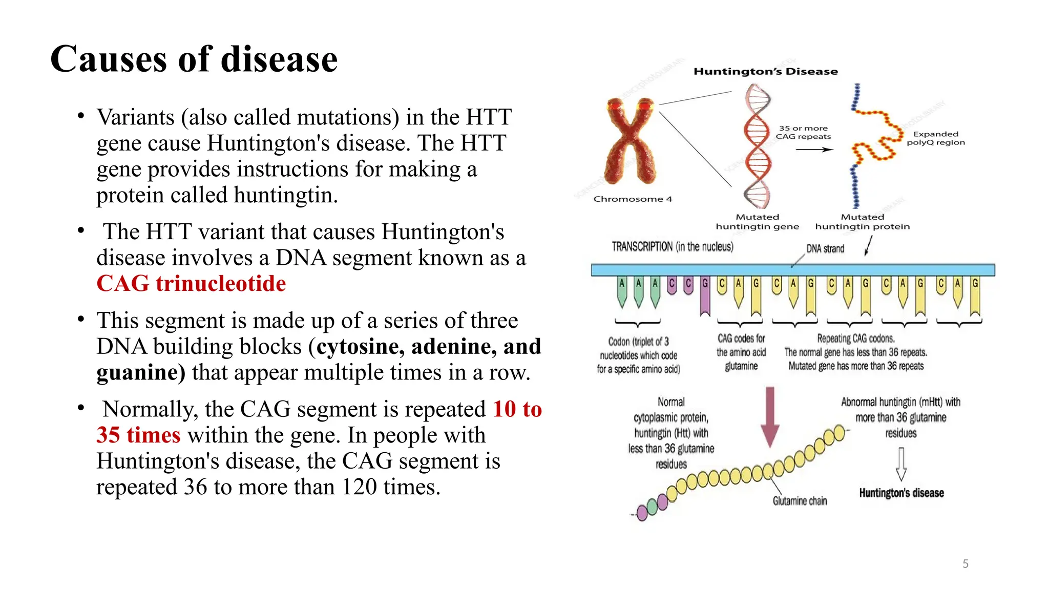 Huntington disease (HD) , Neurodegenerative disorder | PPT