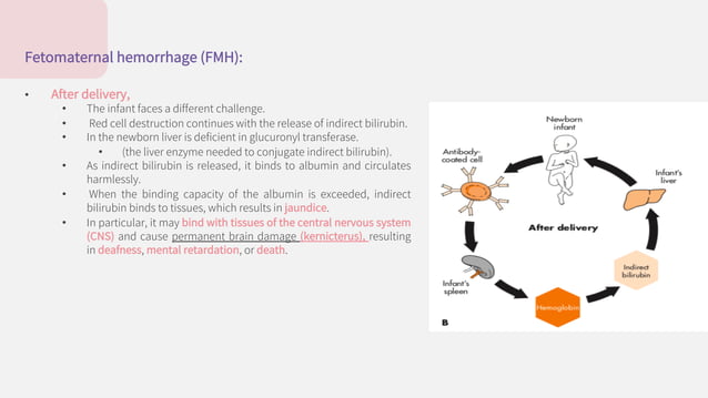 Hemolytic Disease of the Fetus and Newborn (HDFN) | PDF | Pregnancy ...