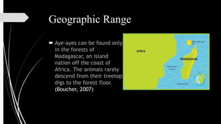 Animal aye- aye jejejejjejeejjejeejejejejejej | PPTX
