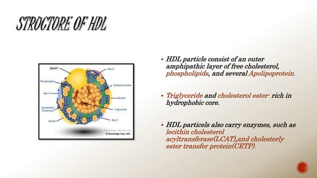 Hdl. high density lipoprotein | PPTX | Endocrine and Metabolic Diseases ...