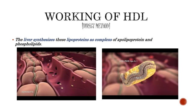 Hdl. high density lipoprotein | PPTX | Endocrine and Metabolic Diseases | Diseases and Conditions