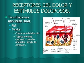 H)Dolor I. | PPT