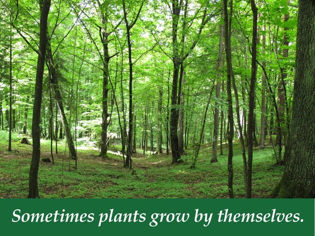 How Do People Use Plants? | PDF